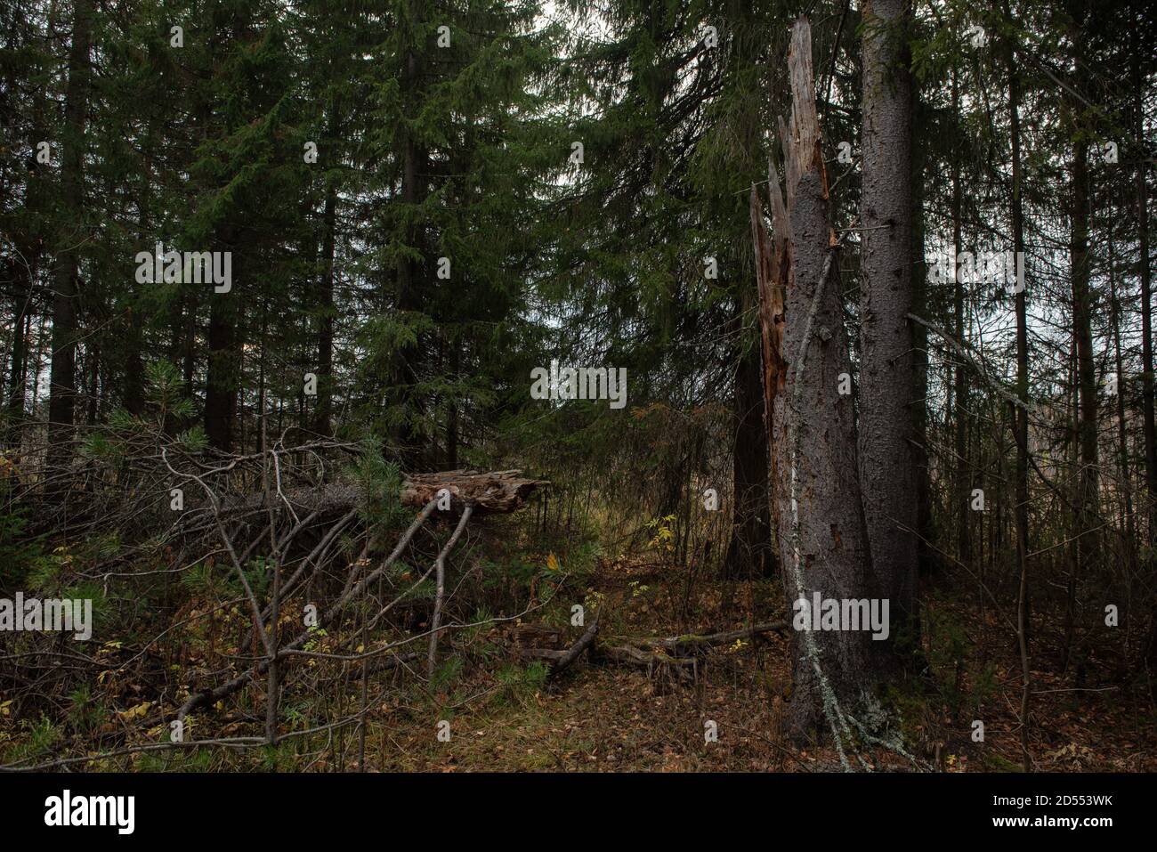 Broken rotten tree that fell as a result of a strong gust of wind Stock ...