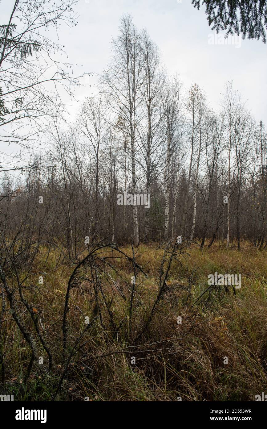 Branches of a fallen spruce overgrown with grass over the summer Stock ...
