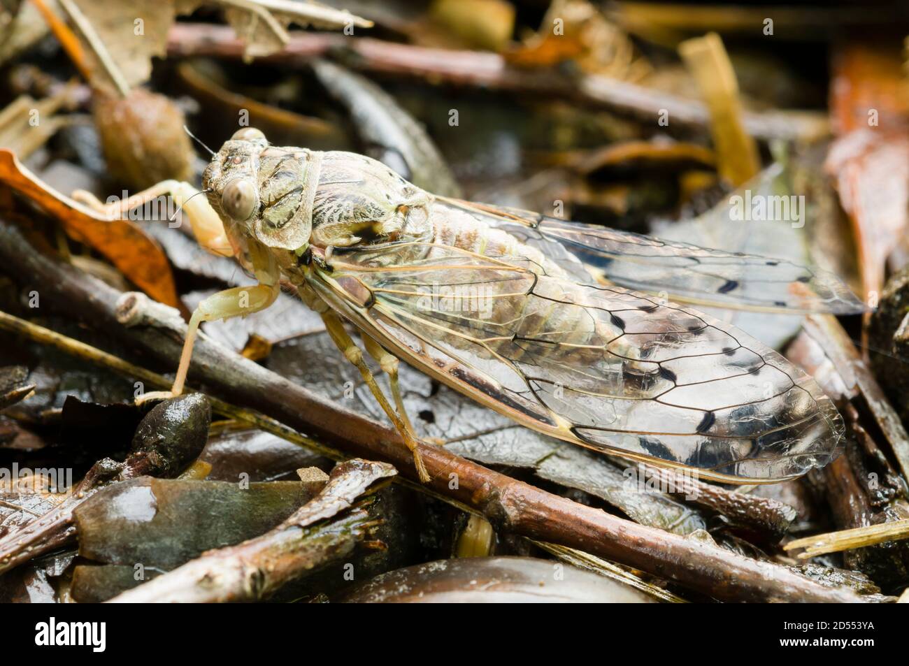 Cicada insect camouflaging on dead leaf bed Stock Photo - Alamy