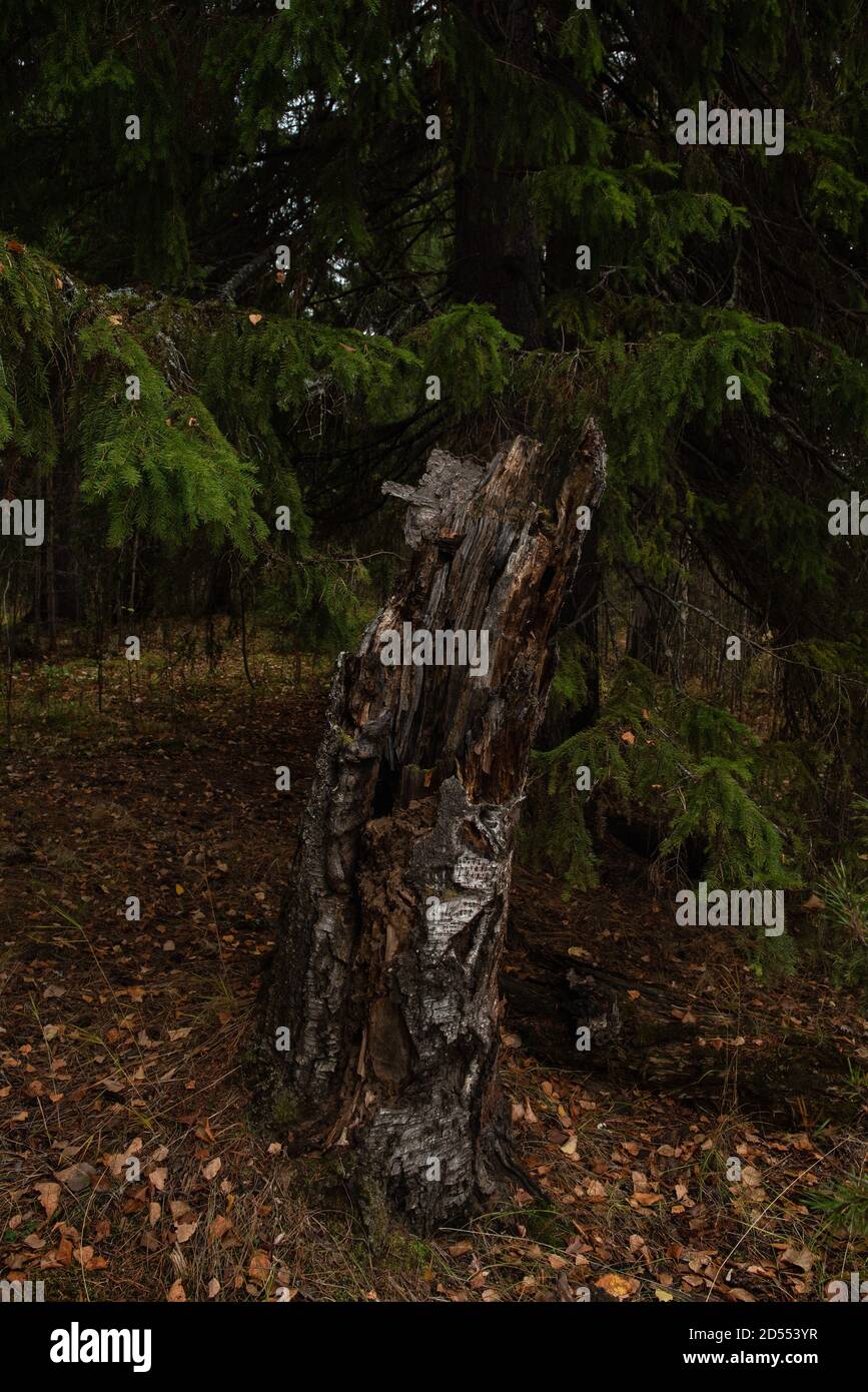 An old rotten stump left from a broken birch tree against the branches ...