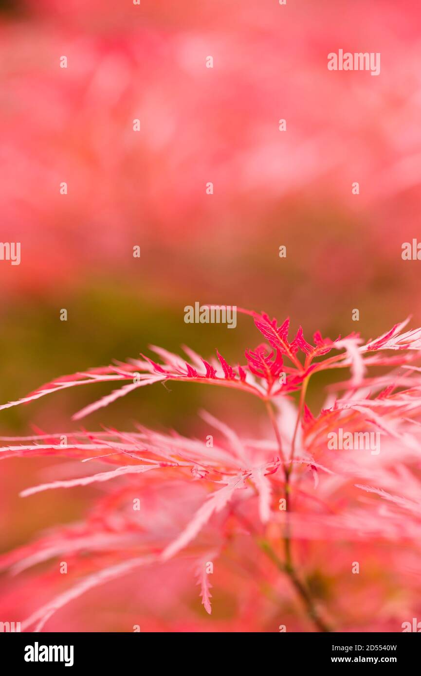 Close up of red japanese maple tree Stock Photo - Alamy