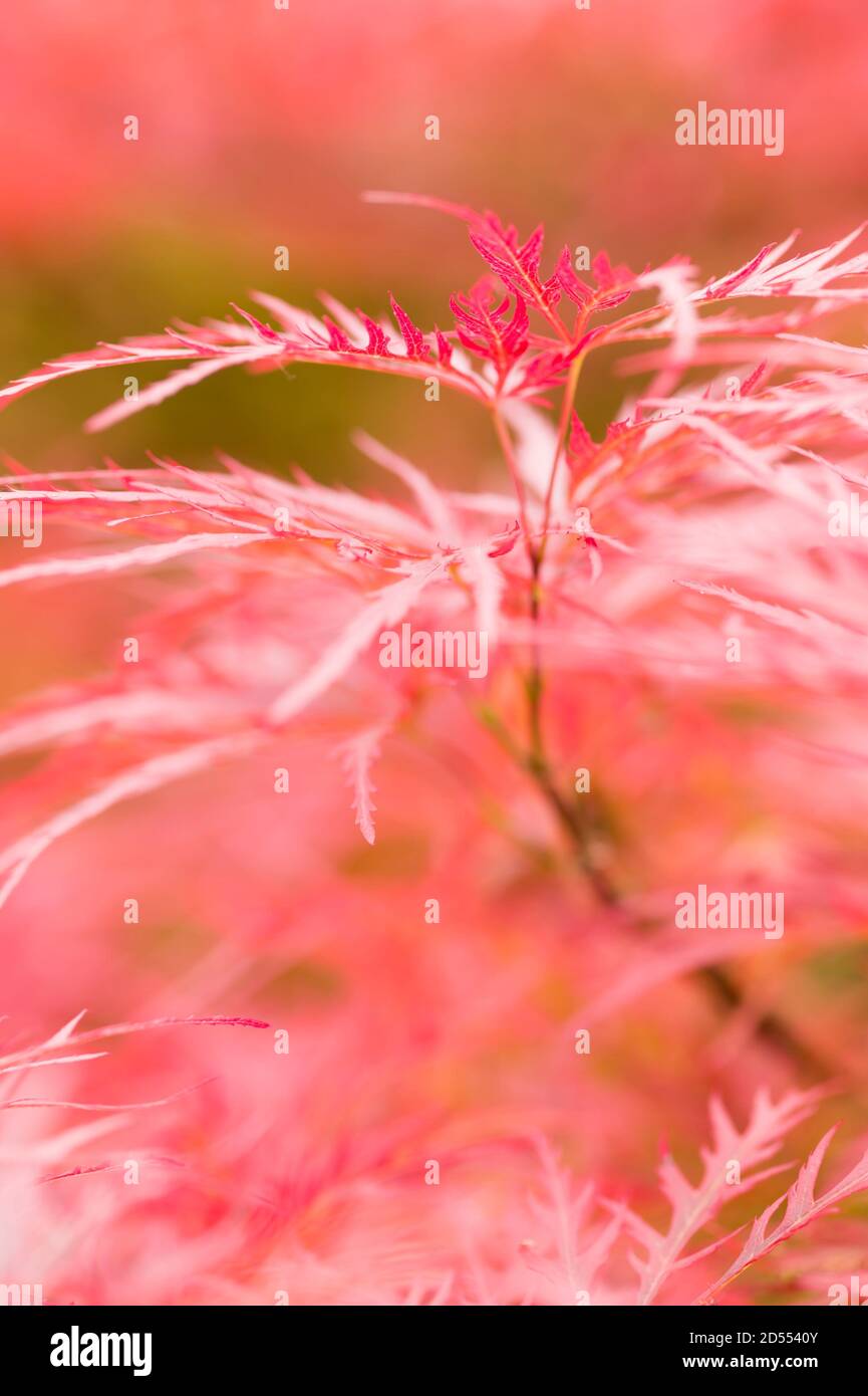 Red japanese maple tree hi-res stock photography and images - Alamy