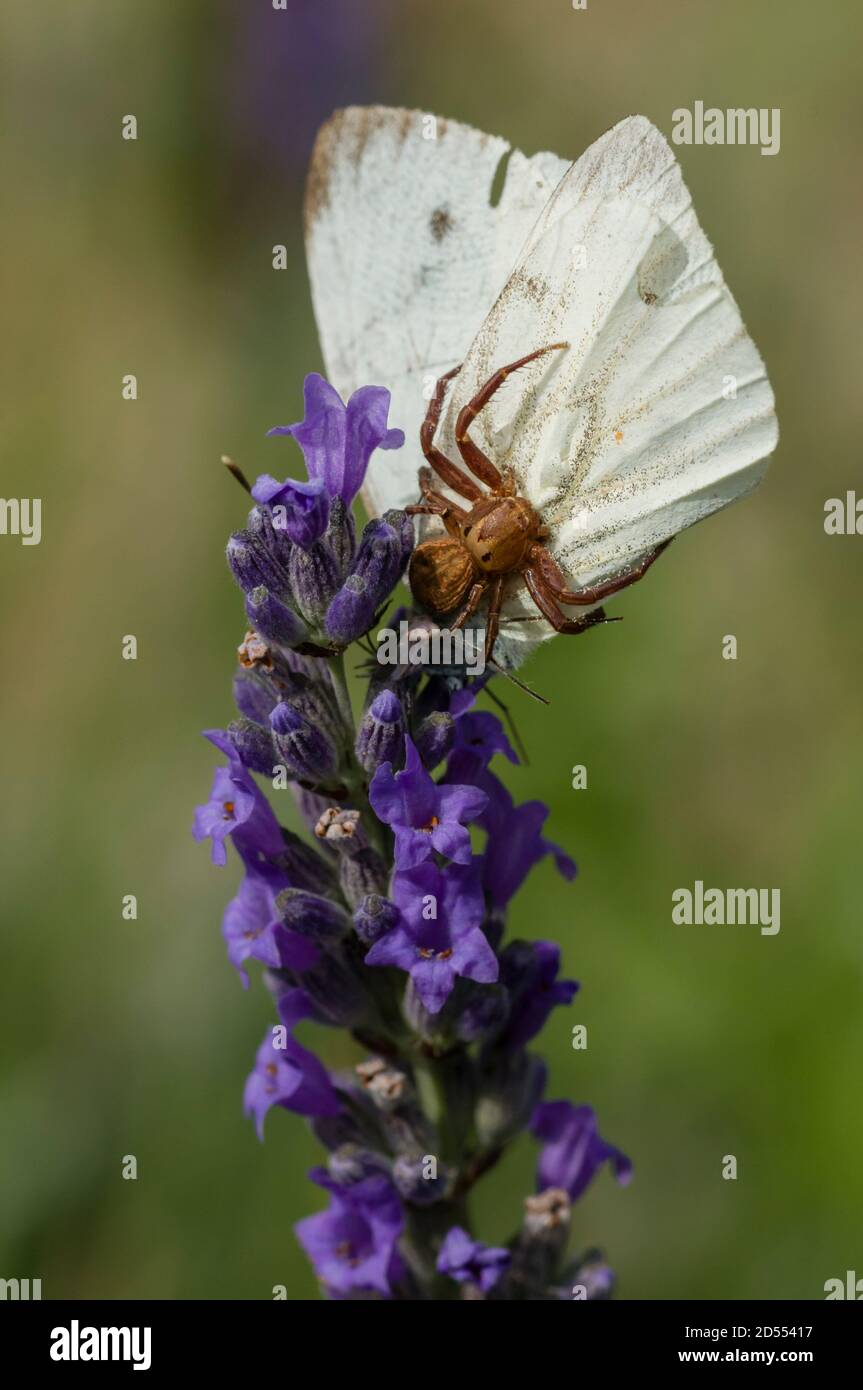 Crab spider on lavender flower caatching a large white butterfly Stock ...