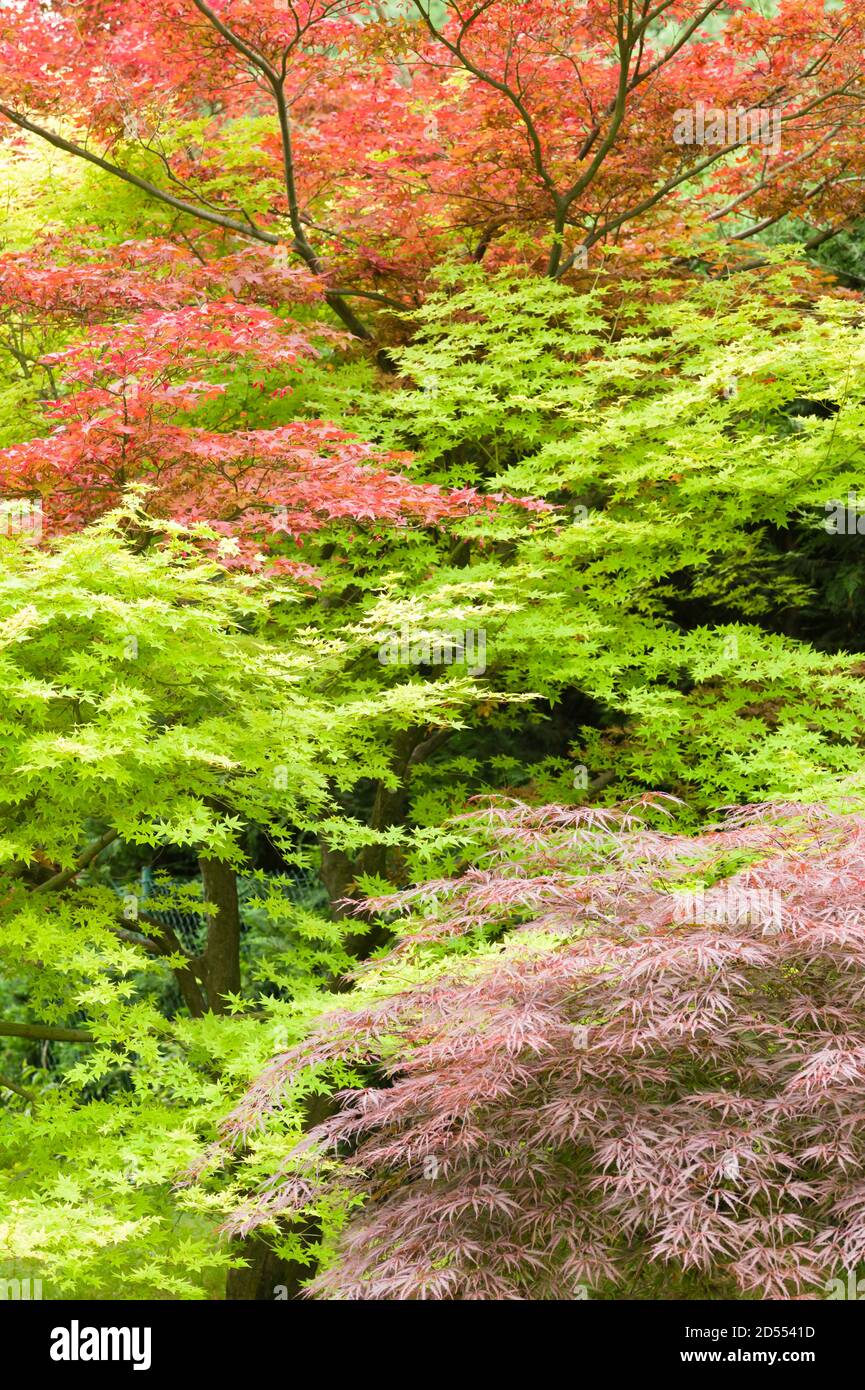 Variety of colorful japanese maple trees Stock Photo - Alamy