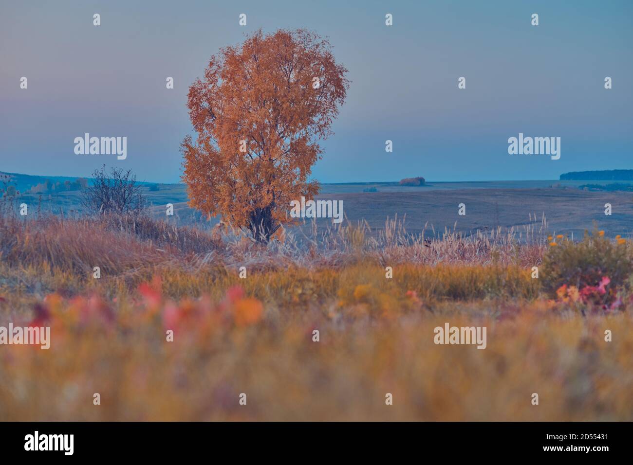 Landscape vintage nature background of autumn flower field with morning ...