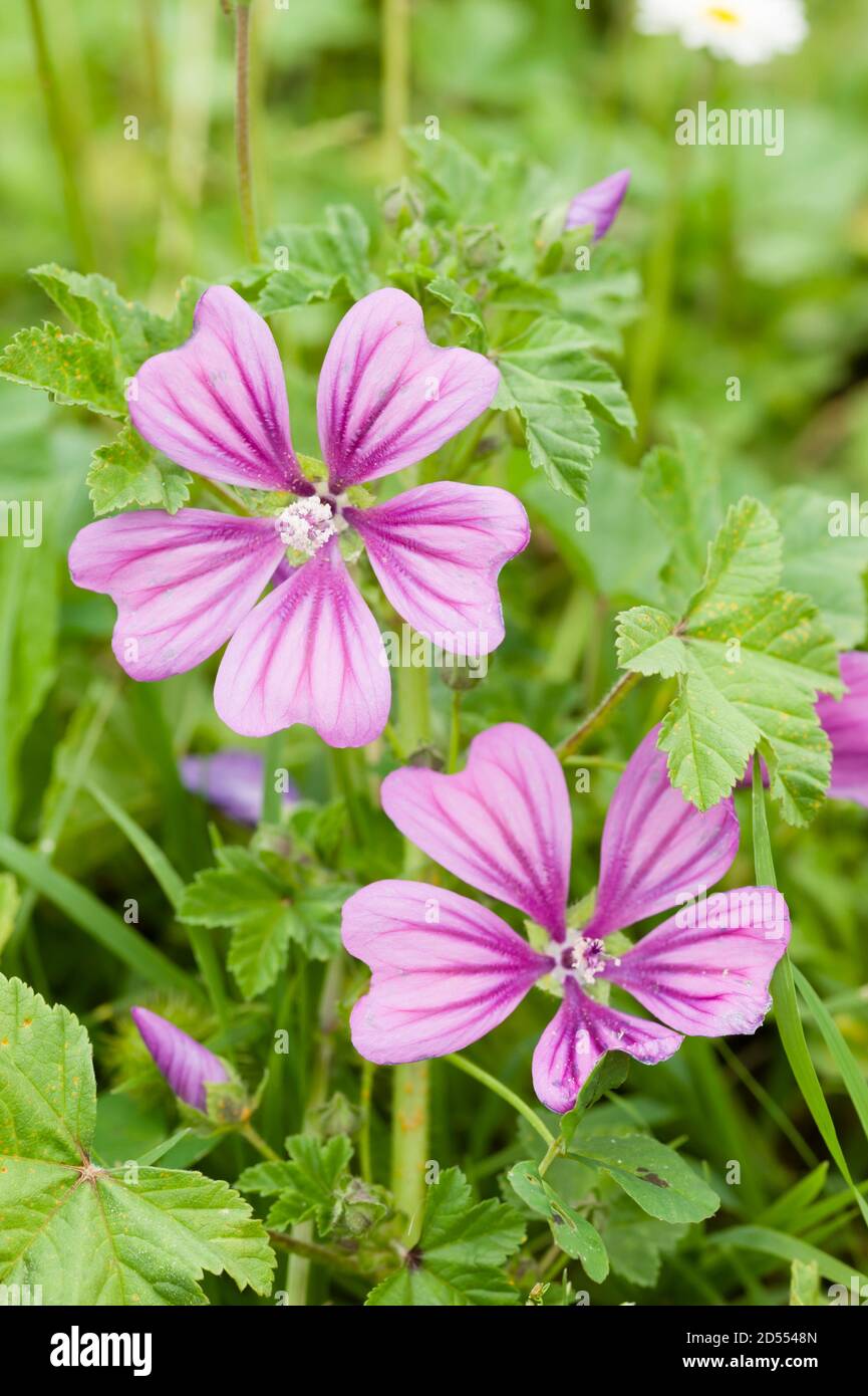 Flowers of Malva, herbaceous plants in the family Malvaceae mallow ...