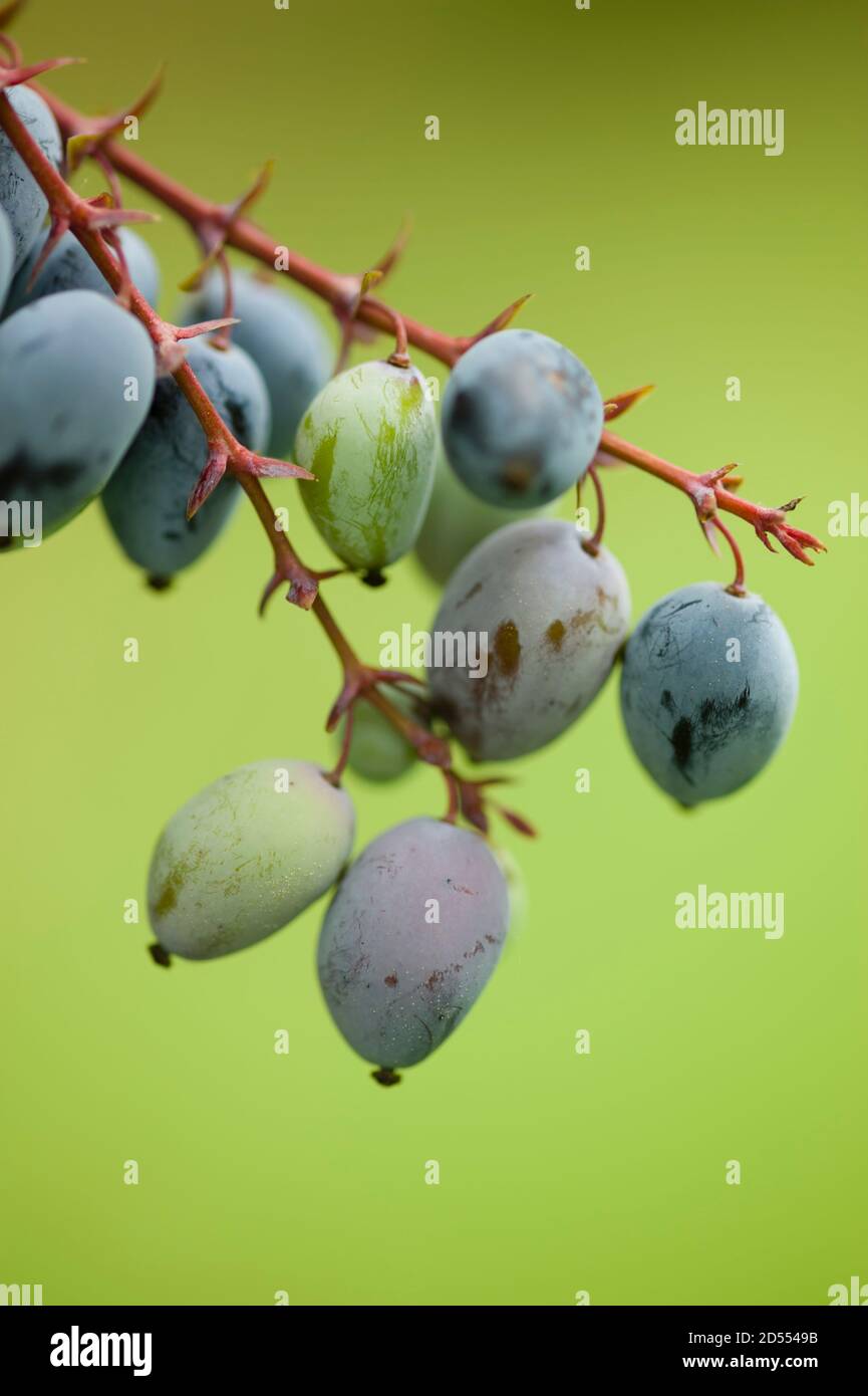Ornamental Blue berries of a garden bush Stock Photo - Alamy