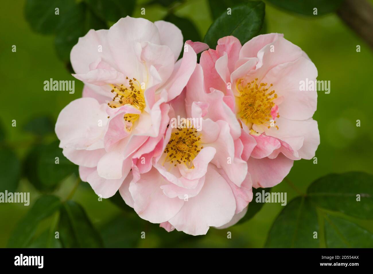 Ornamental roses hi-res stock photography and images - Alamy