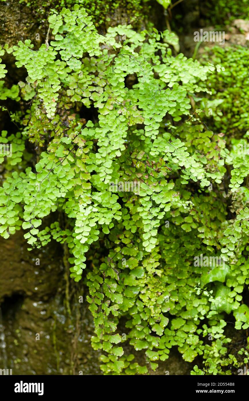 Adiantum capillus-veneris, Southern maidenhair fern, black maidenhair ...