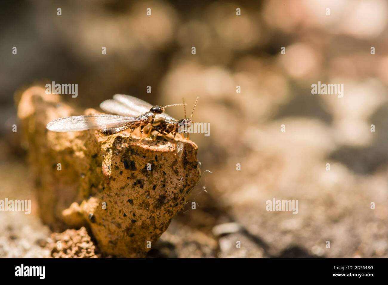 Winged, alate, reproductive caste of a European termite Stock Photo - Alamy