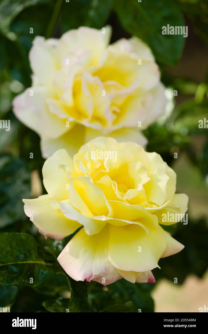 Ornamental roses hi-res stock photography and images - Alamy