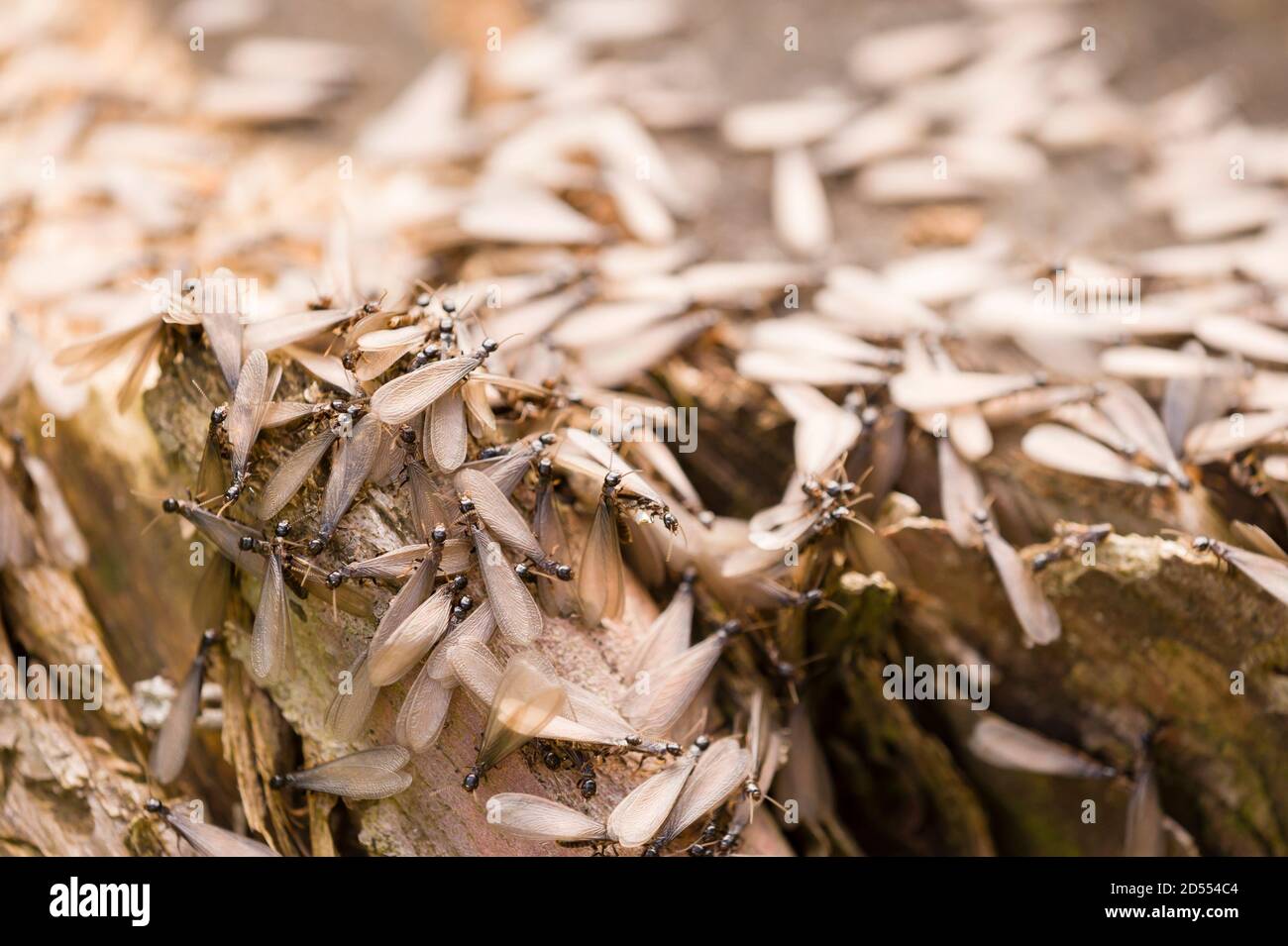 Winged, alate, reproductive caste of a European termite Stock Photo - Alamy