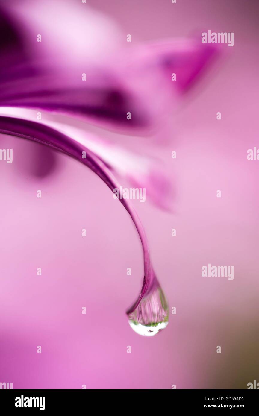 Dew drop hanging from rose petal Stock Photo - Alamy