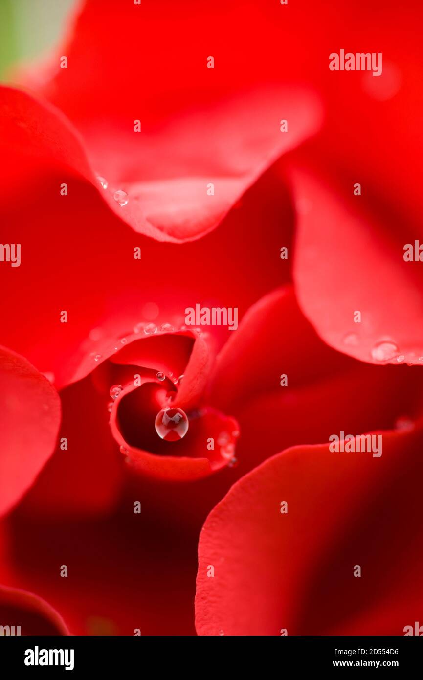 Dew drop hanging from rose petals Stock Photo - Alamy