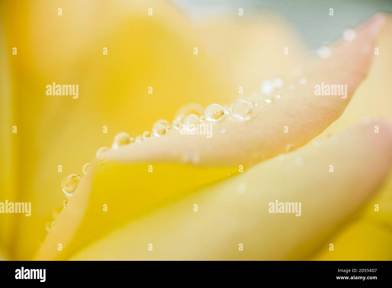 Yellow rose rosa dew drops hi-res stock photography and images - Alamy