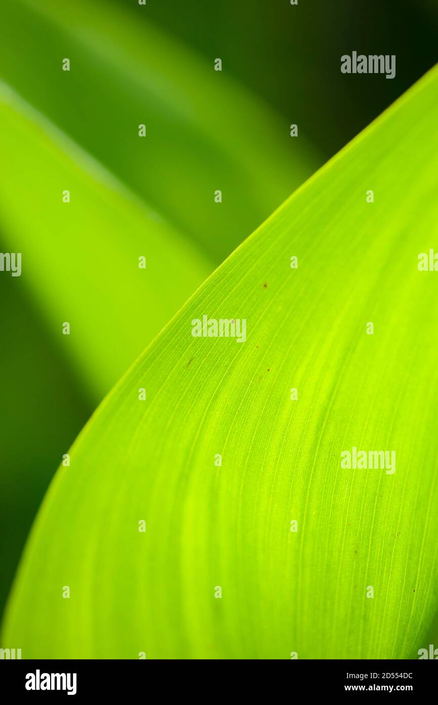 Green leaf edge hi-res stock photography and images - Alamy