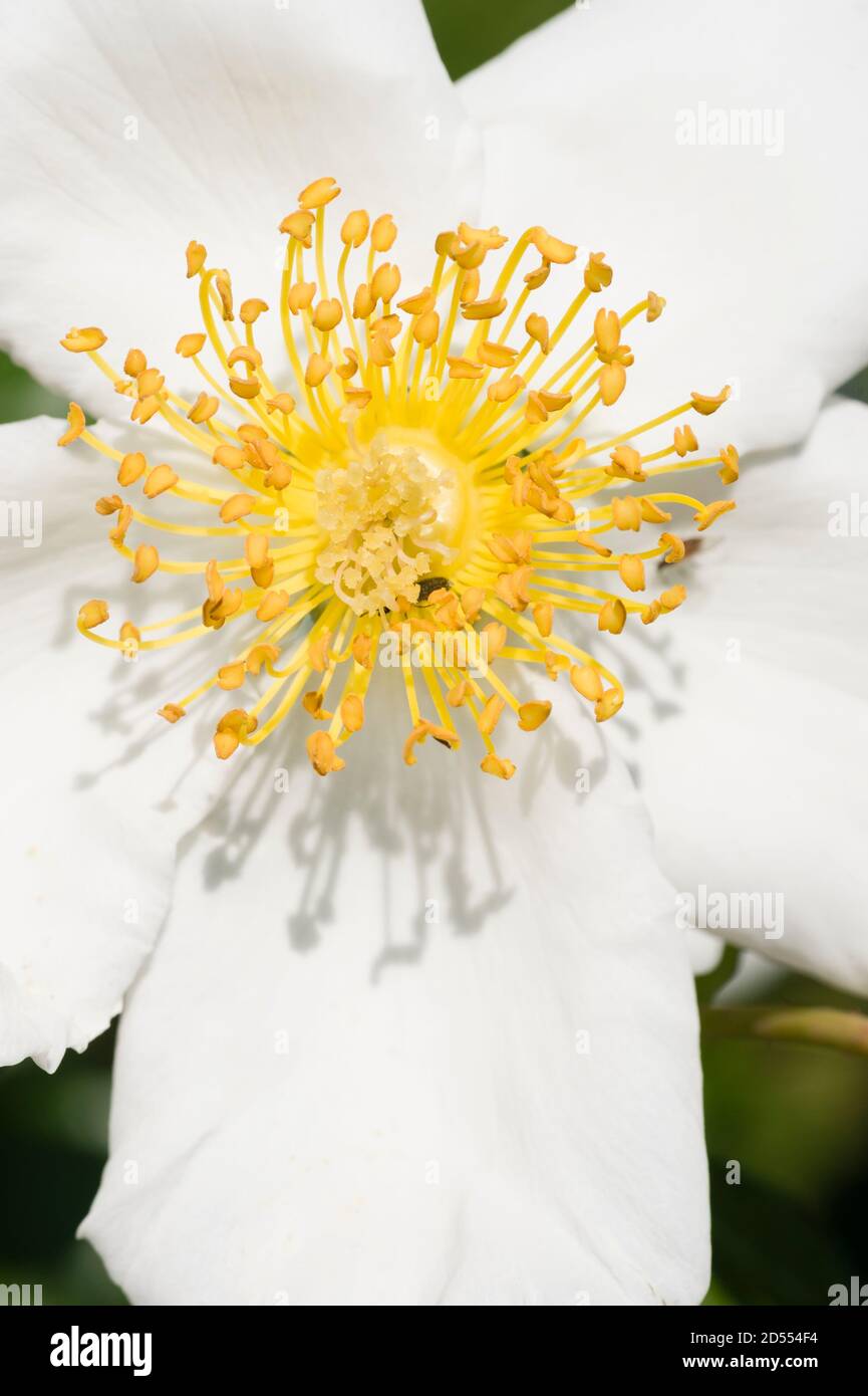 Simple Rose High Resolution Stock Photography and Images - Alamy