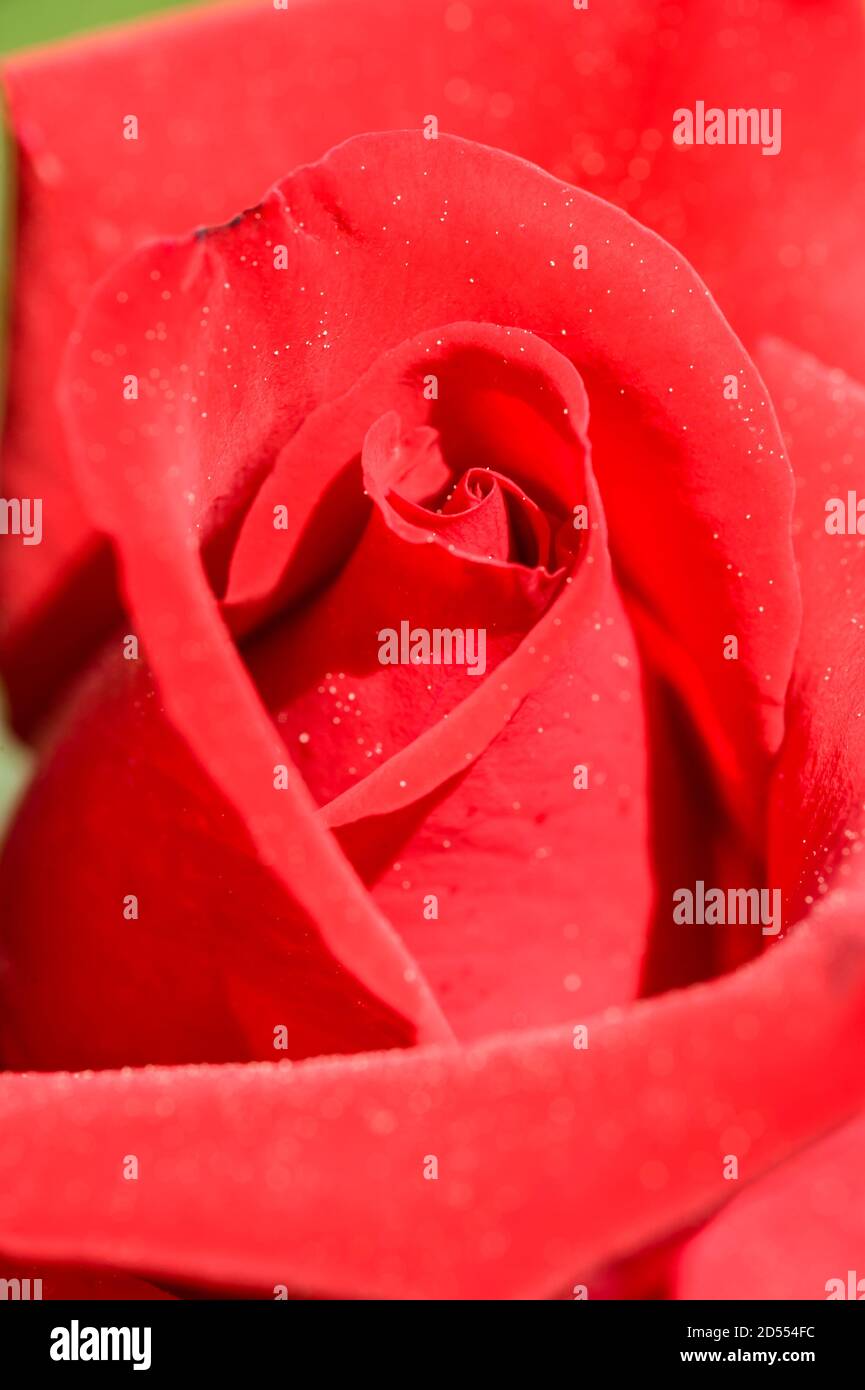 Rose flower under sun hi-res stock photography and images - Alamy