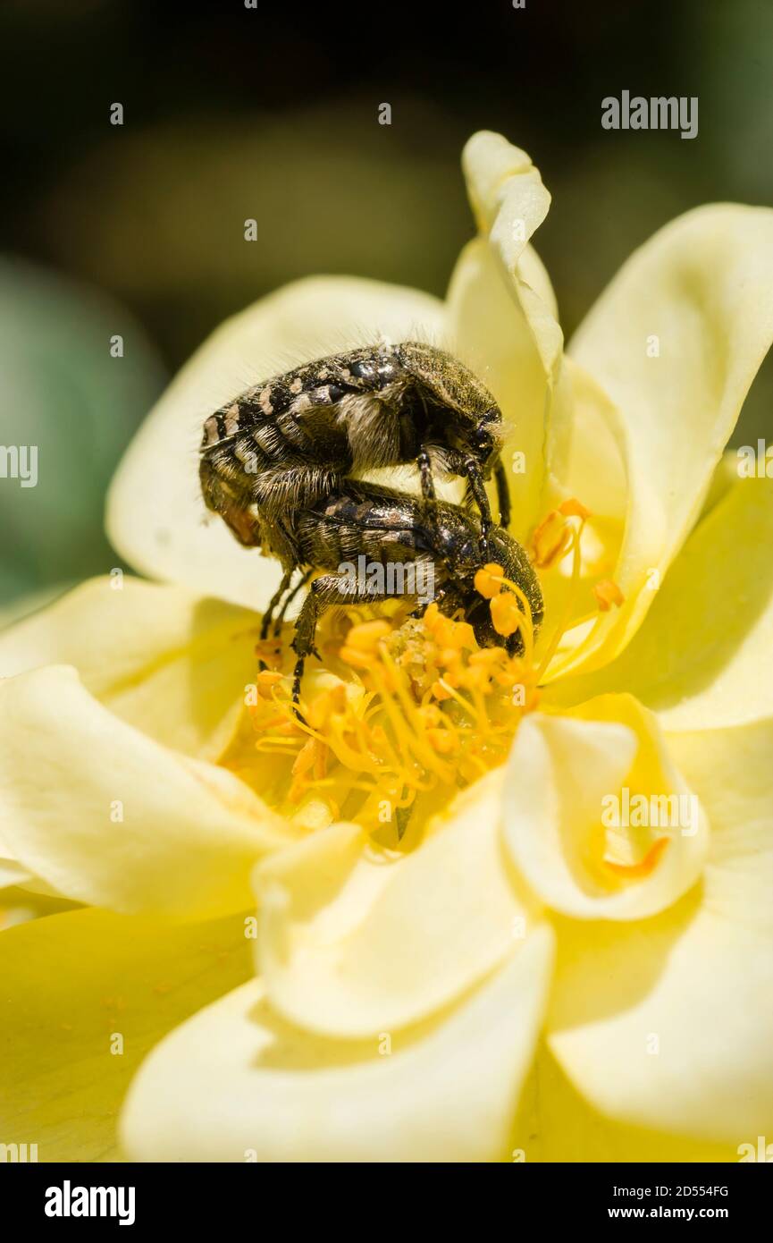 Mating coleopteron insects on yellow rose Stock Photo - Alamy