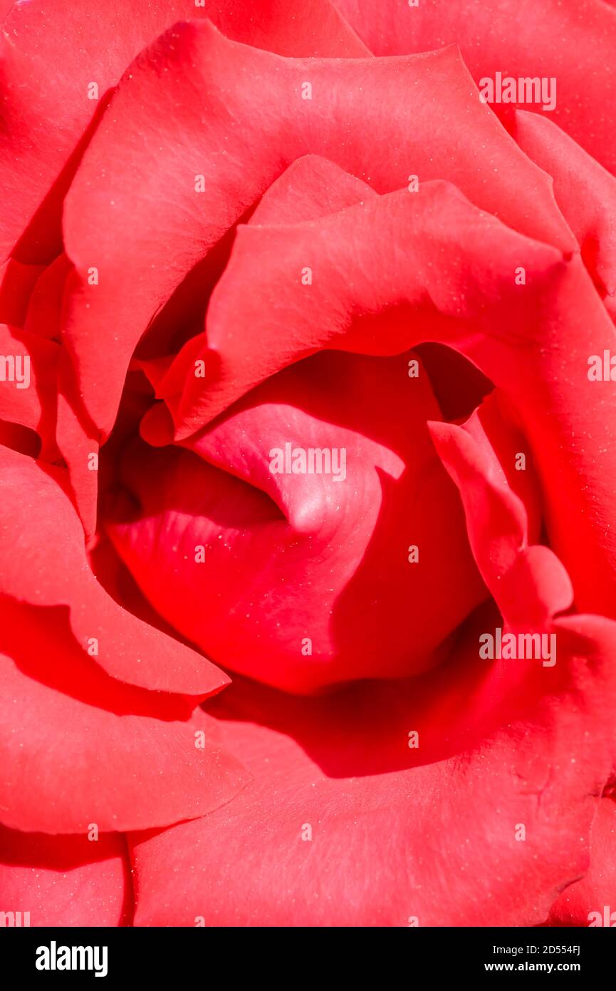 Rose flower under sun hi-res stock photography and images - Alamy