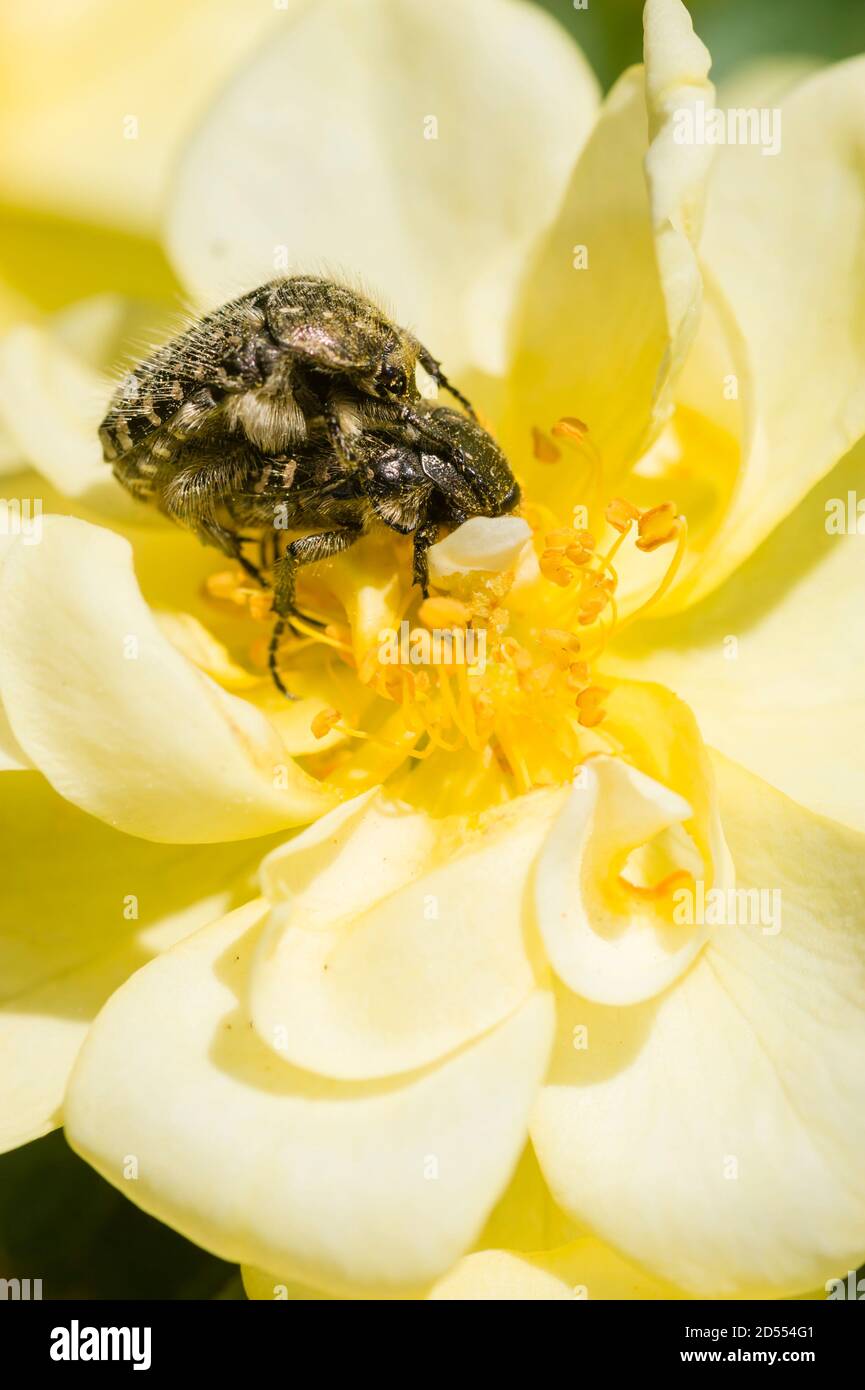 Mating coleopteron insects on yellow rose Stock Photo - Alamy