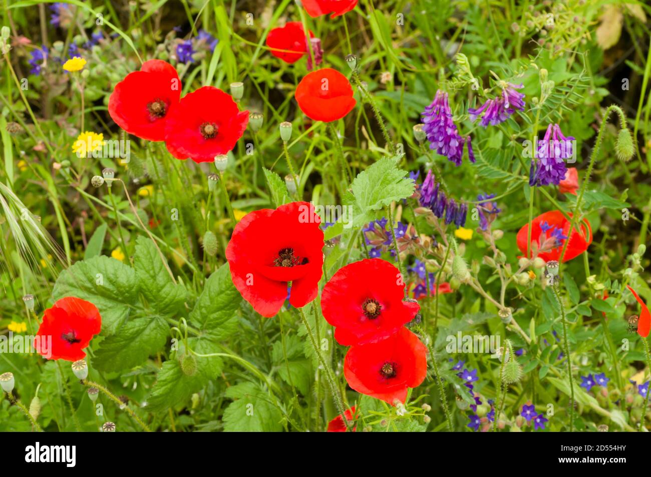 Green grass with red poppies and blue flowers Stock Photo - Alamy
