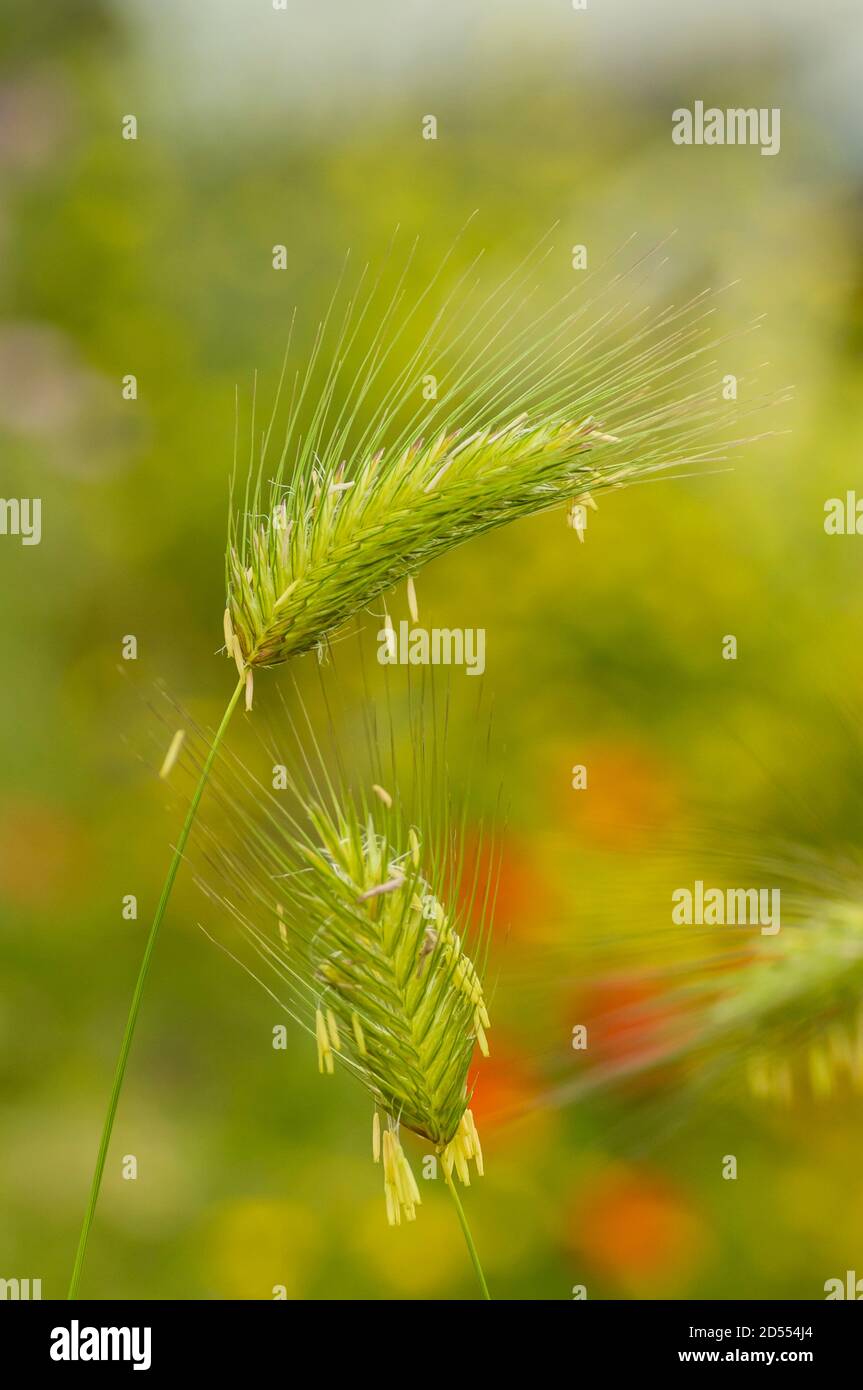 Graminaceae hi-res stock photography and images - Alamy