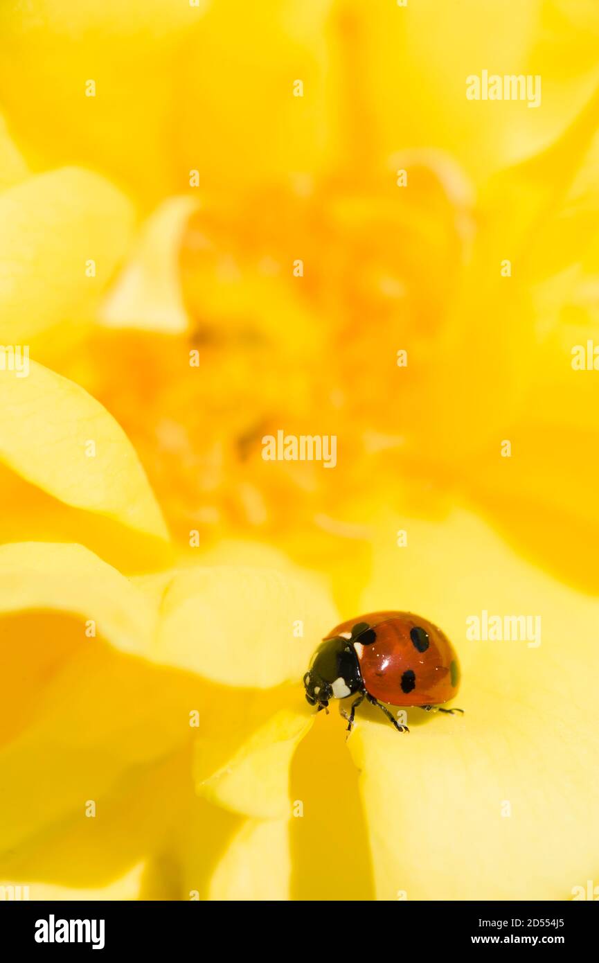 Ladybug on petal rose hi-res stock photography and images - Alamy