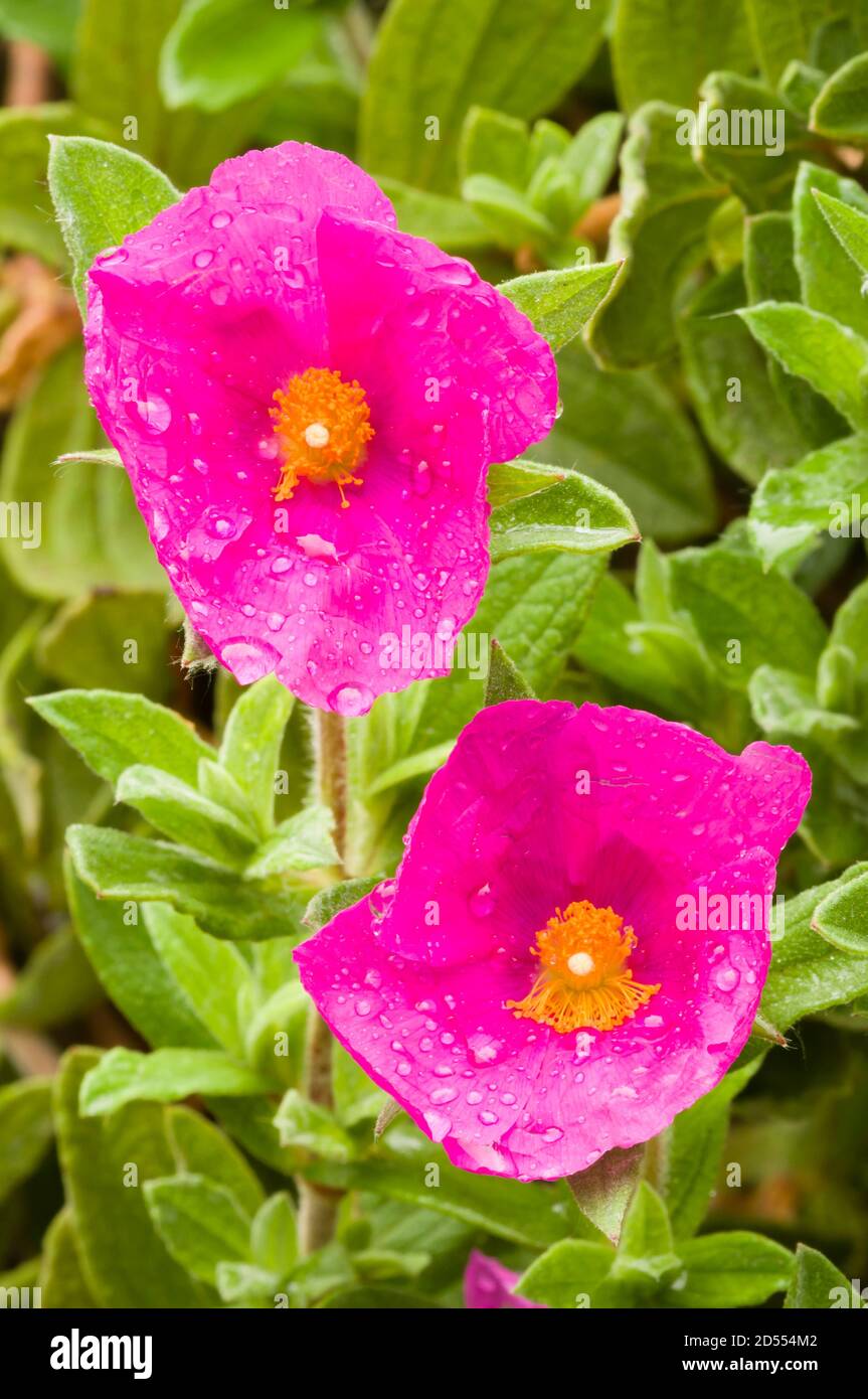 Pink Rock-rose flowers with rain drops Stock Photo - Alamy