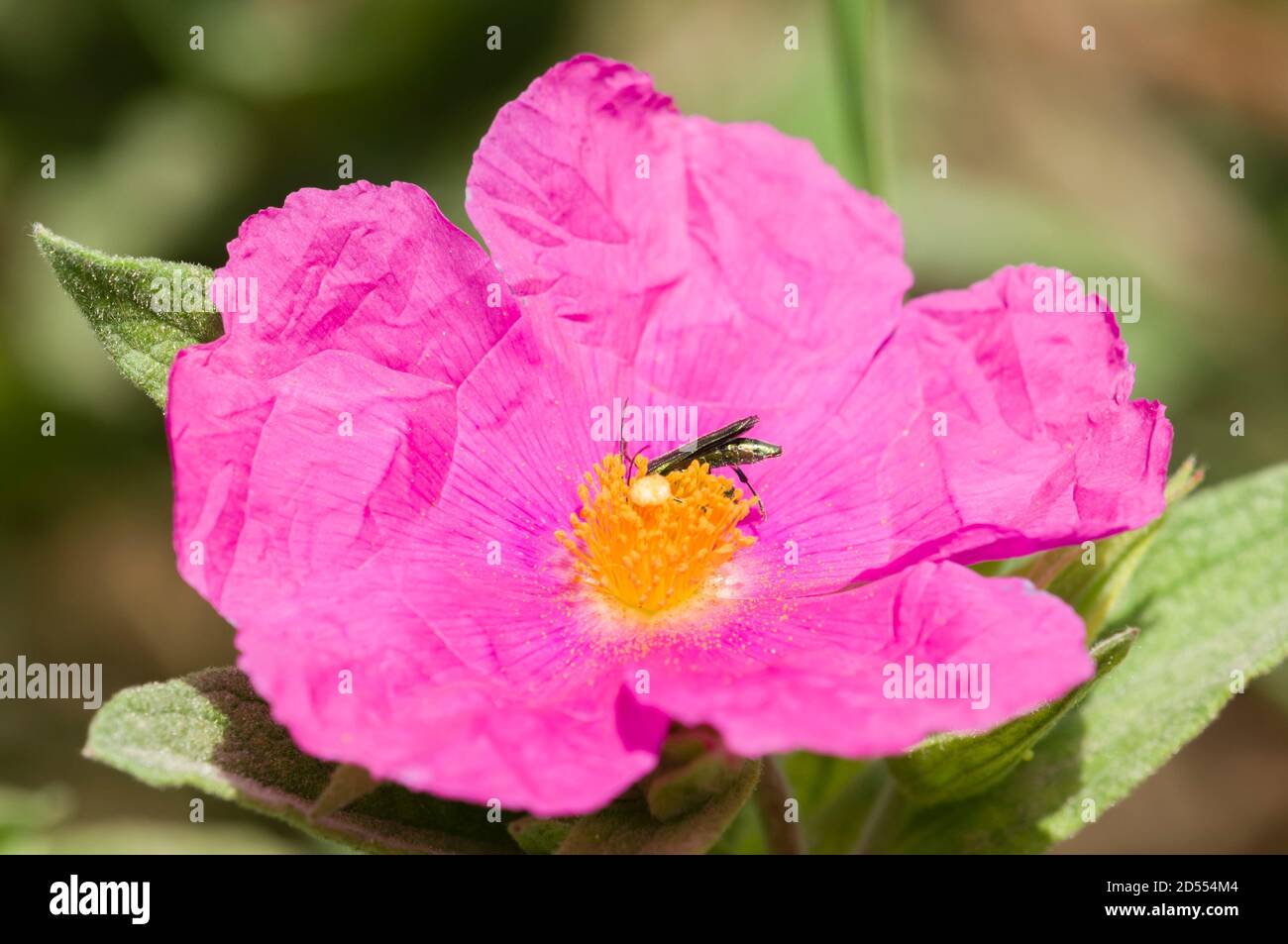 Pink Rock-rose flowers with insect eating pollen Stock Photo - Alamy