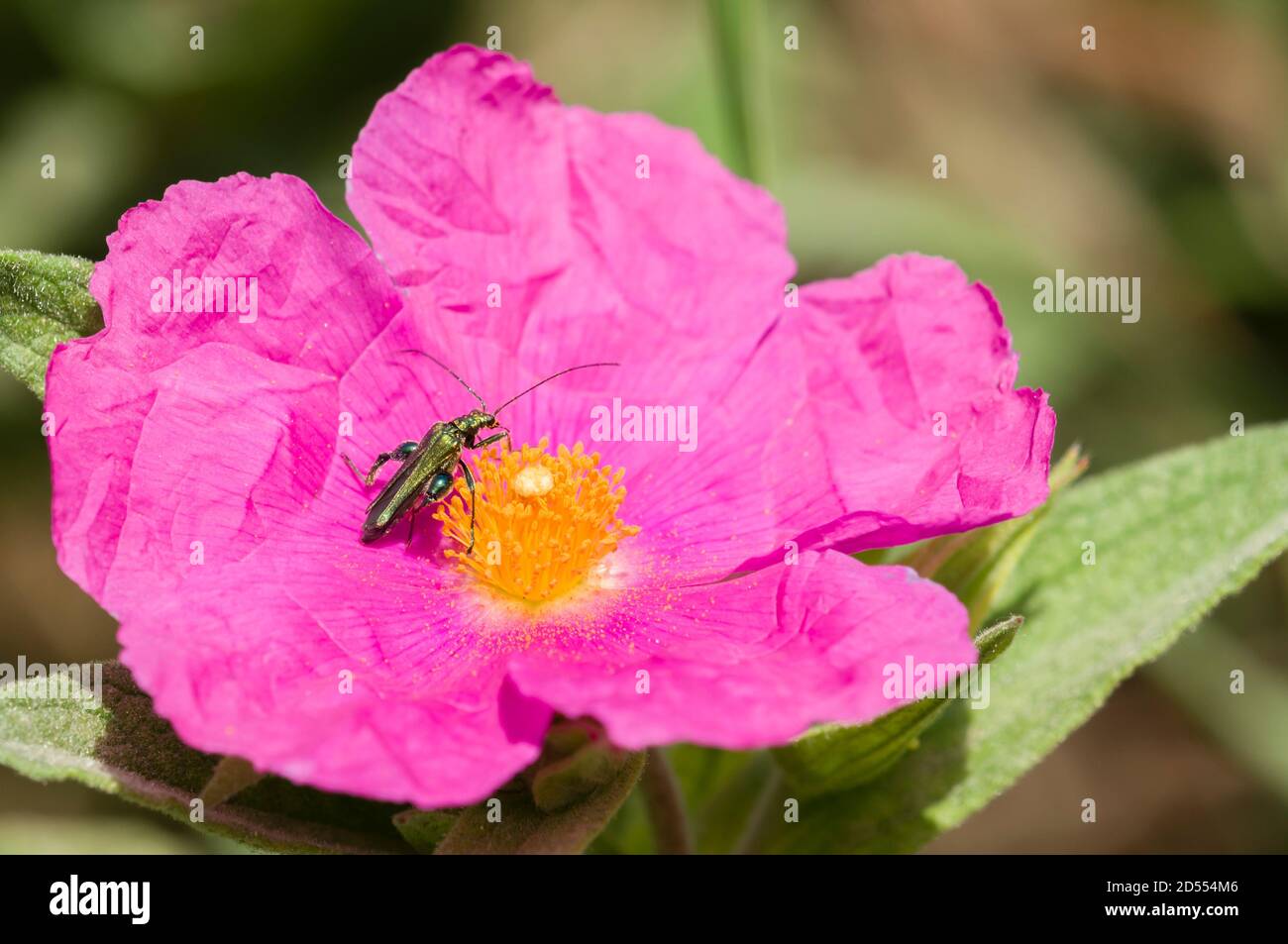 Pink Rock-rose flowers with insect eating pollen Stock Photo - Alamy