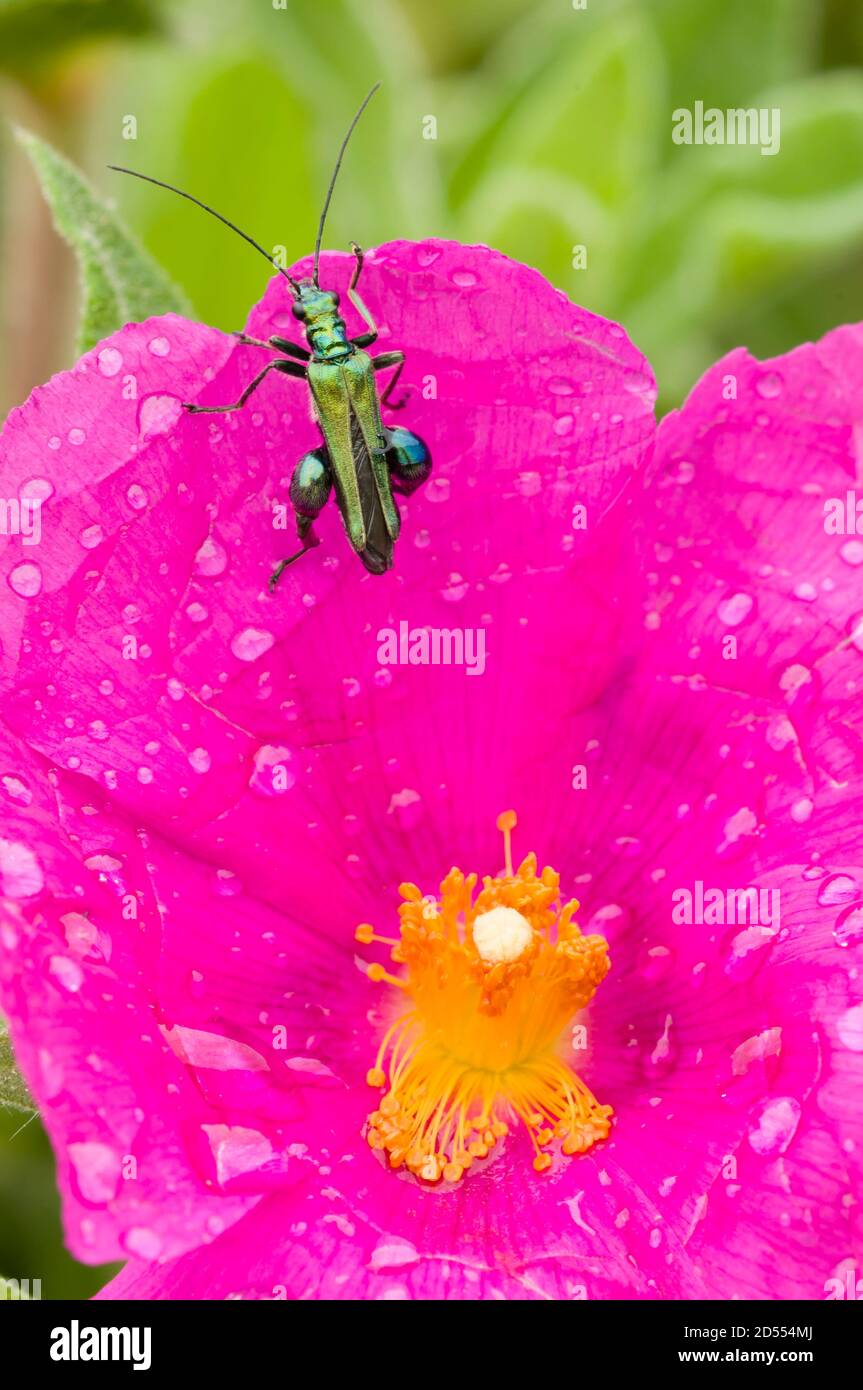 Pink Rock-rose flower and green insect with rain drops Stock Photo - Alamy
