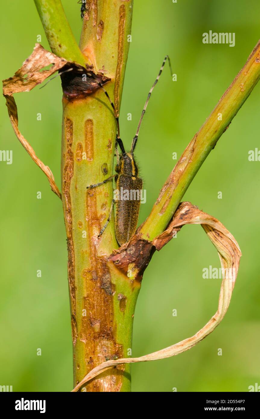 Common longhorn beetle on twig, Cerambix Stock Photo - Alamy