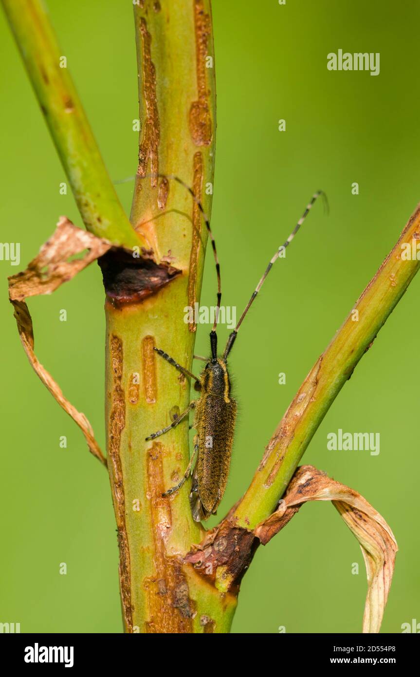 Long mandibles hi-res stock photography and images - Alamy