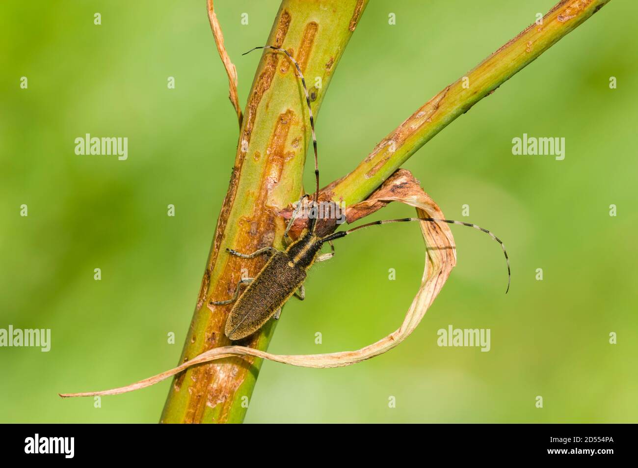 Common longhorn beetle on twig, Cerambix Stock Photo - Alamy
