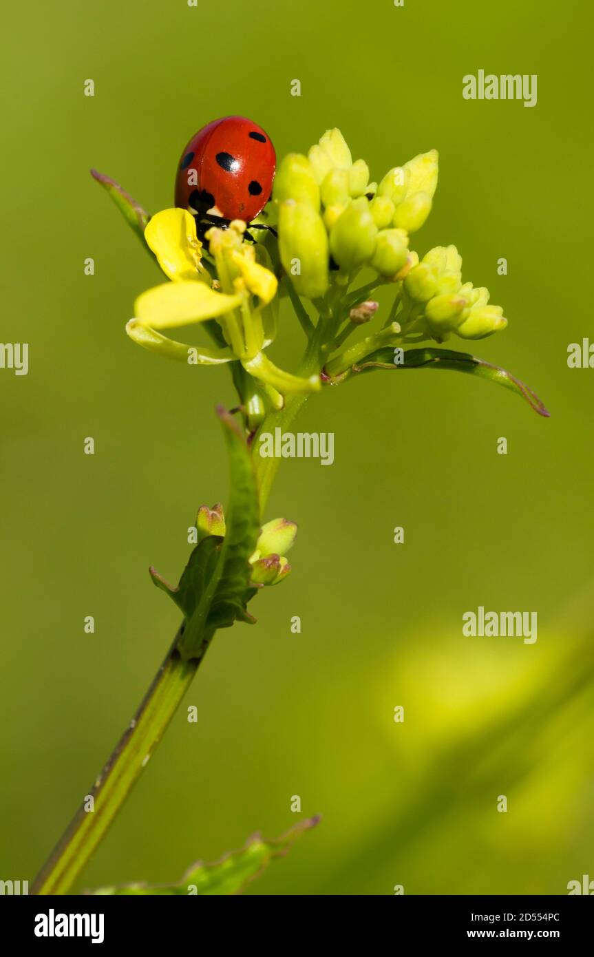 Ladybird, Adalia, hunting inside a yellow flower spike Stock Photo - Alamy
