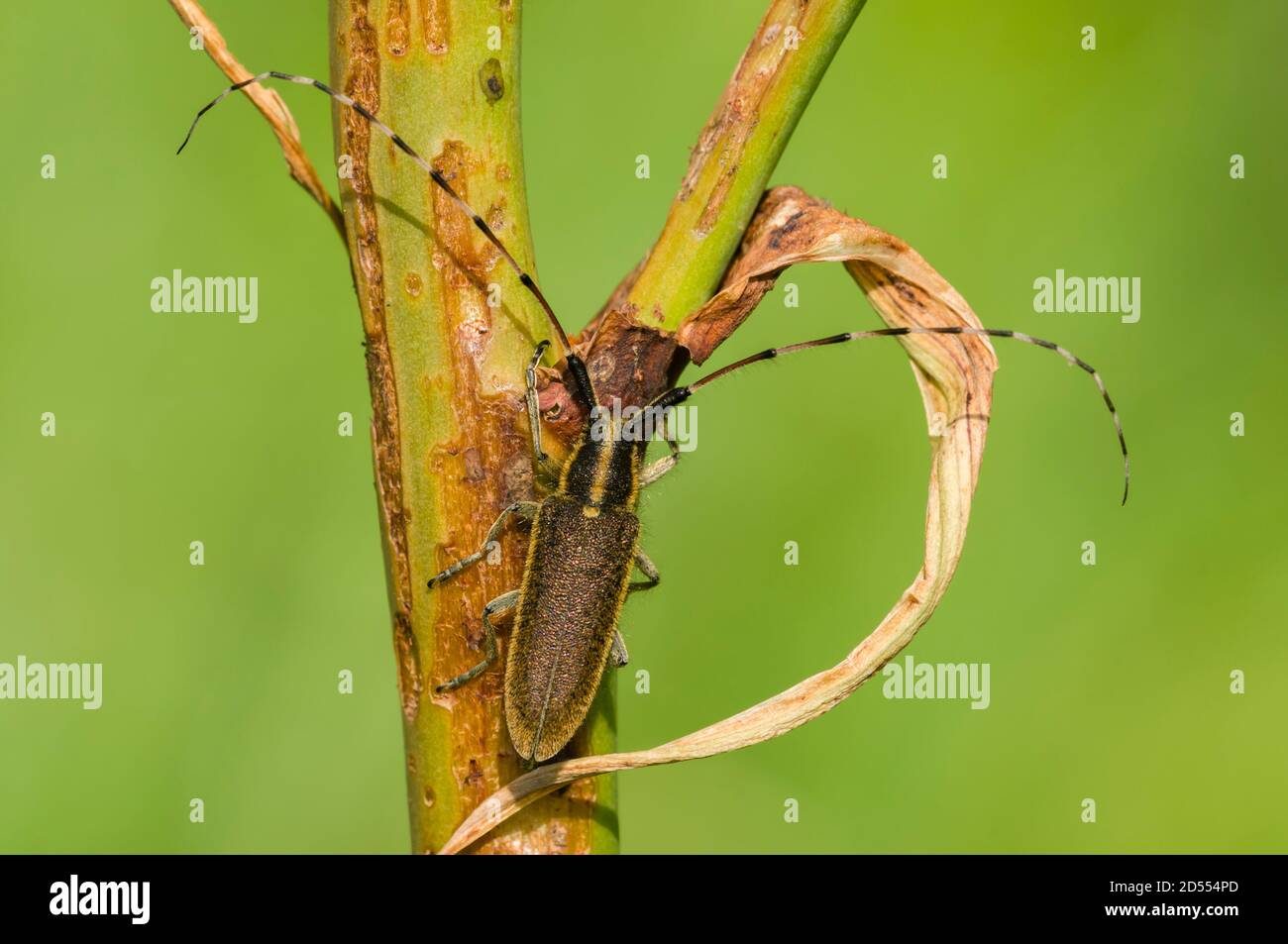 Common longhorn beetle on twig, Cerambix Stock Photo - Alamy