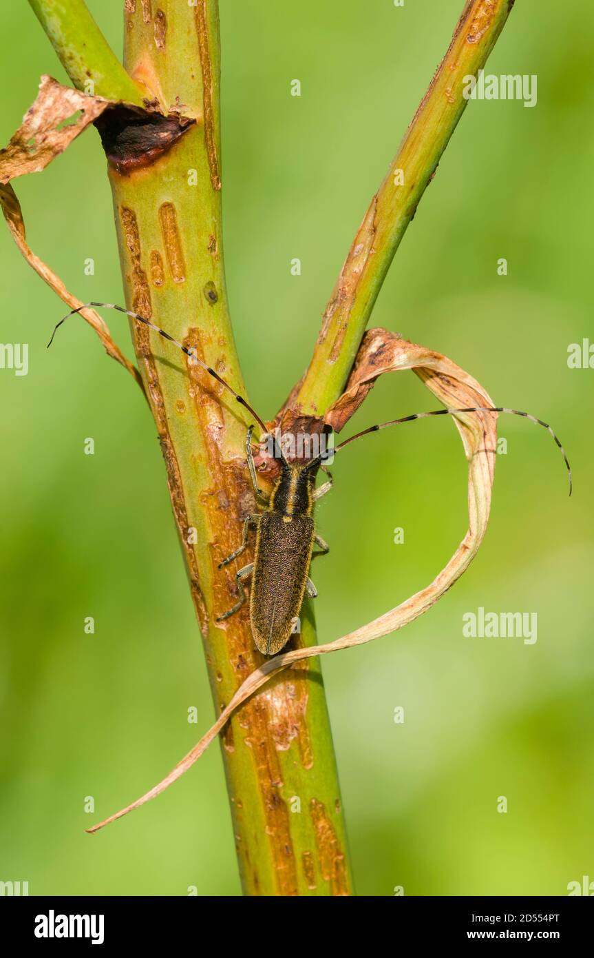 Common longhorn beetle on twig, Cerambix Stock Photo - Alamy