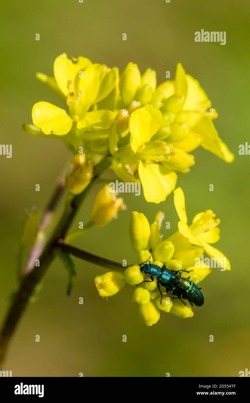 Blue insects hi-res stock photography and images - Alamy