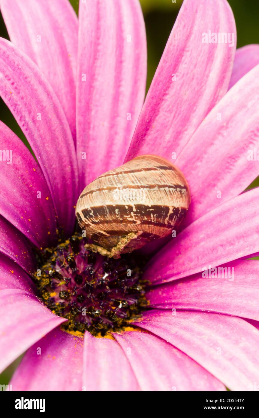 Ground snail on a Purple daisy flower in full bloom Stock Photo - Alamy