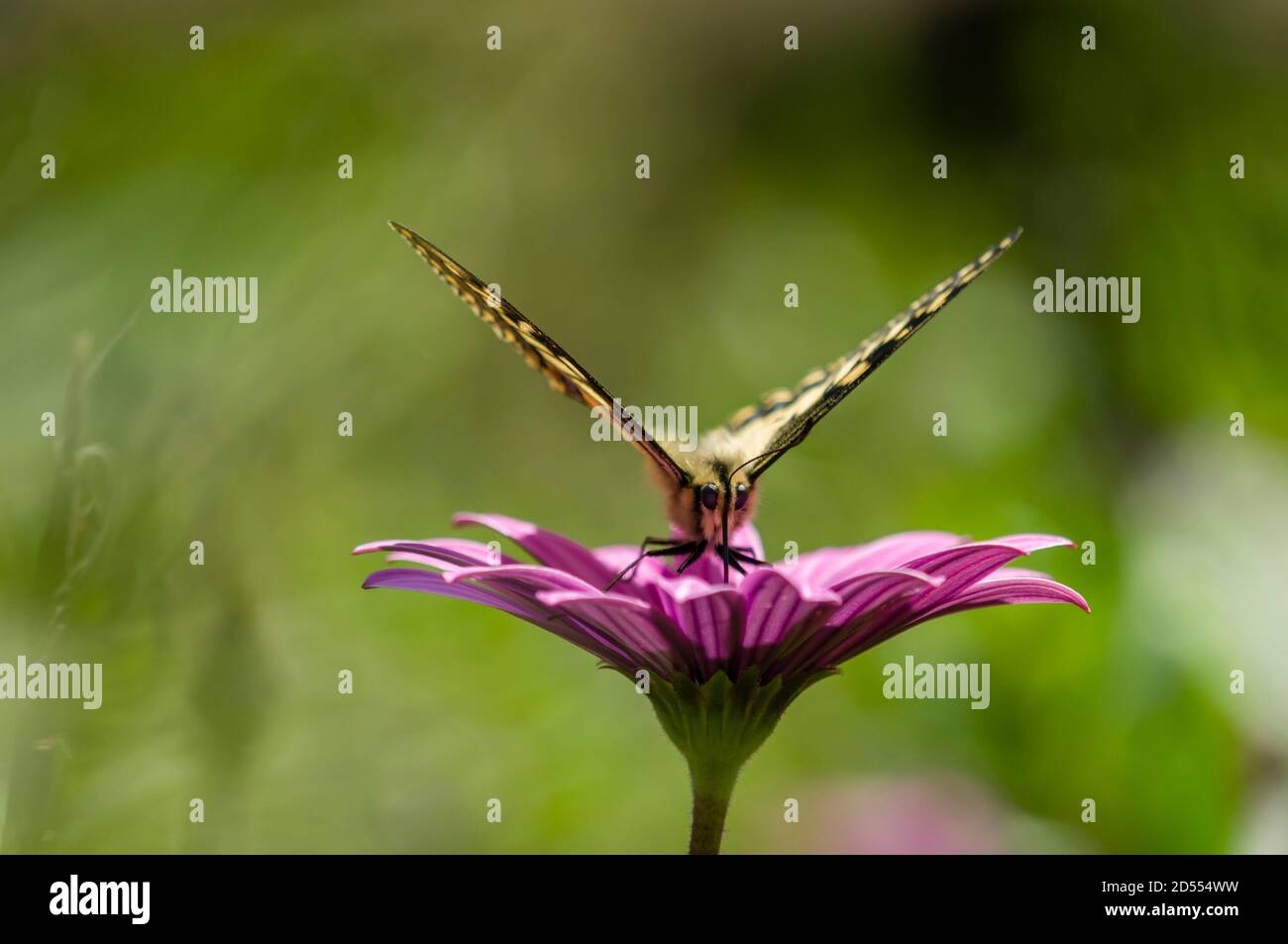 Swallowtail butterfly sucking nectar from purple daisy flowers Stock ...