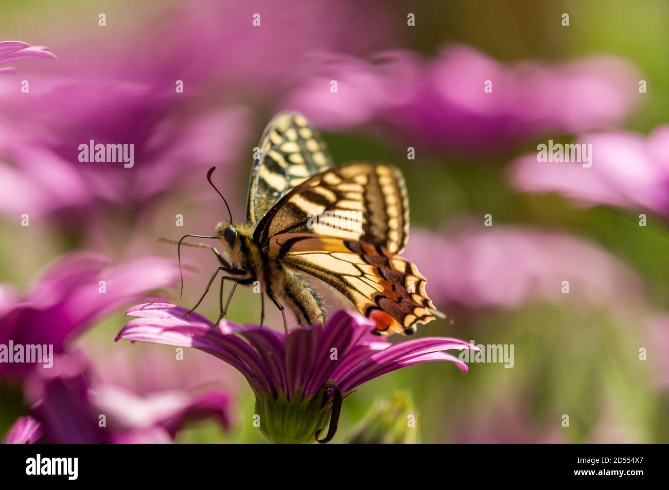 Swallowtail butterfly sucking nectar from purple daisy flowers Stock ...