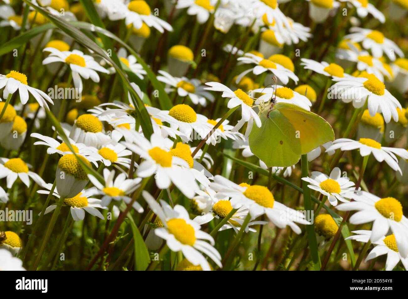 Chamomille flower field under the sun in Spring with Colias yellow ...
