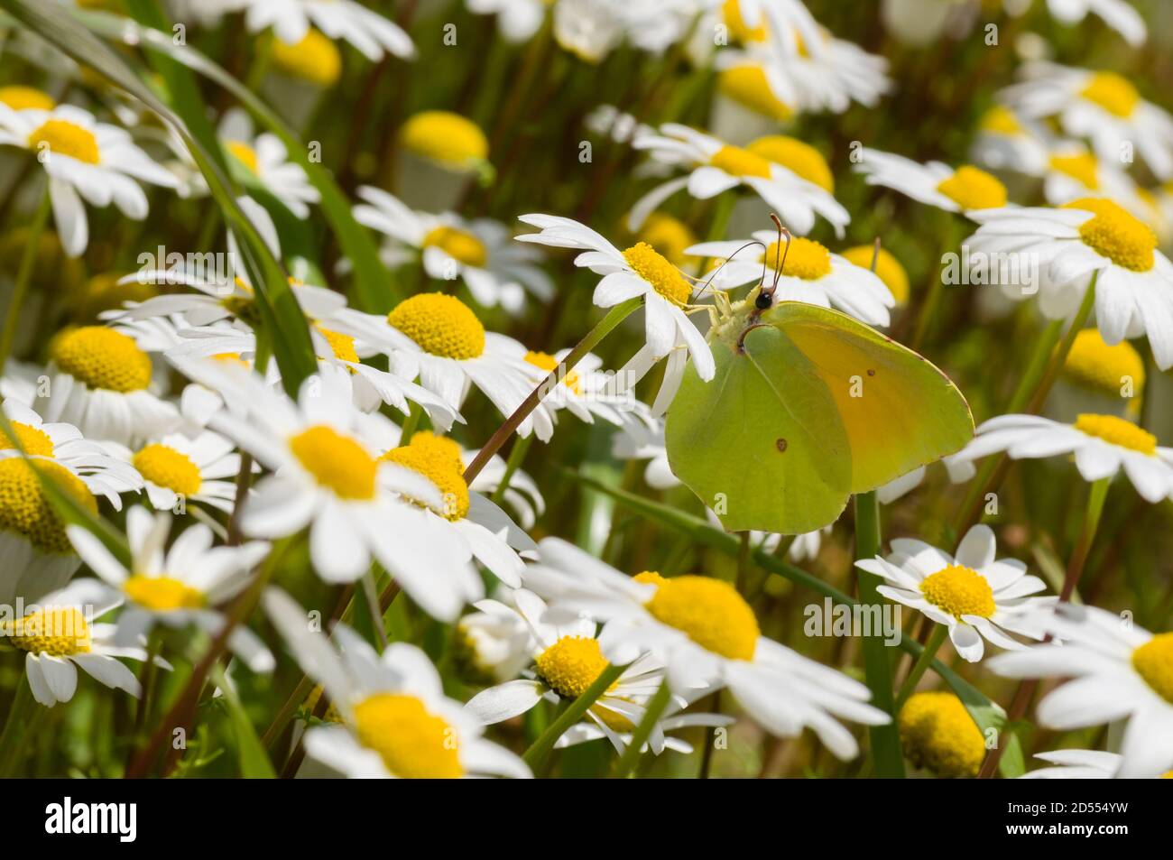 Chamomille flower field under the sun in Spring with Colias yellow ...