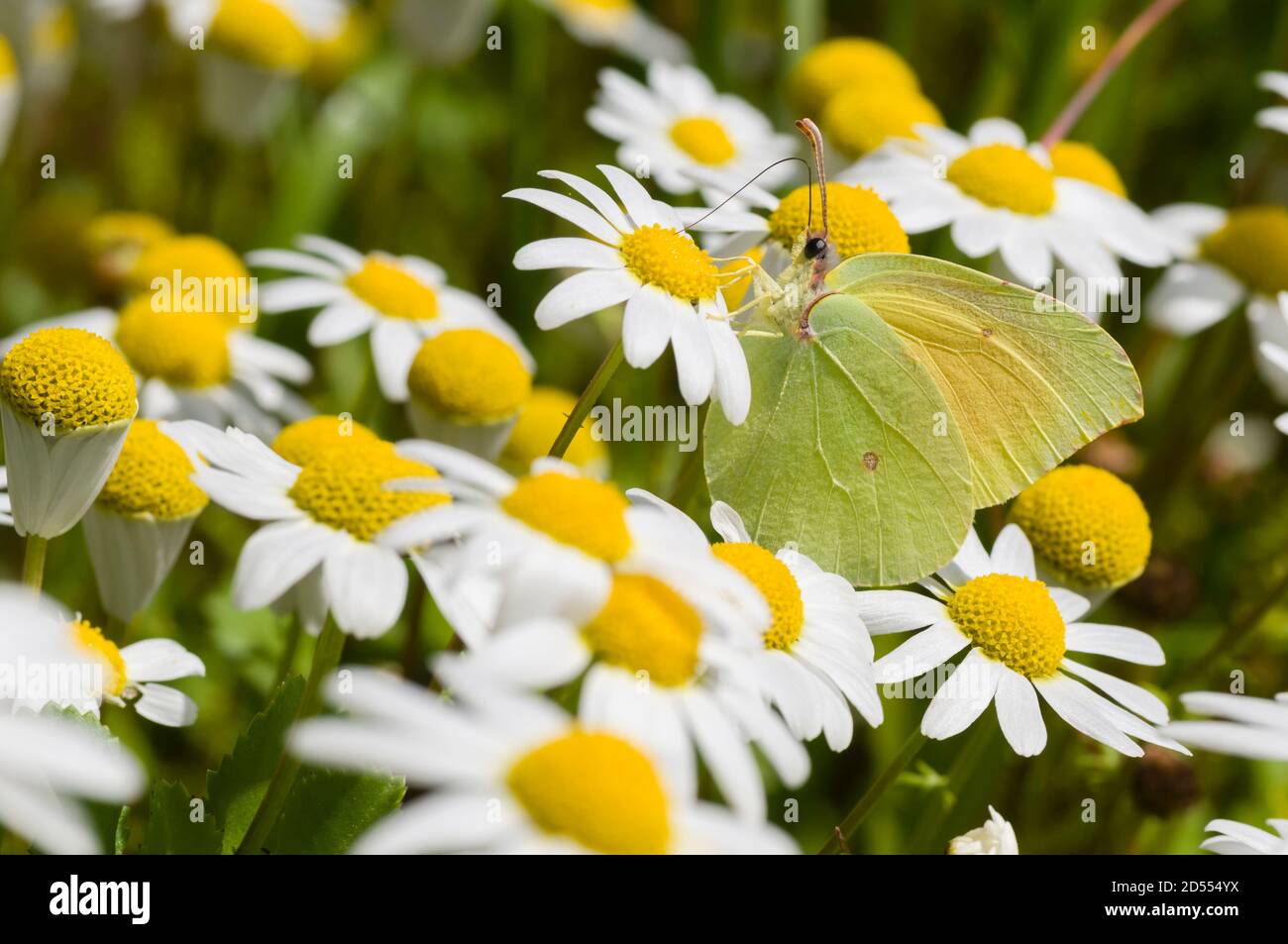 Chamomille flower field under the sun in Spring with Colias yellow ...