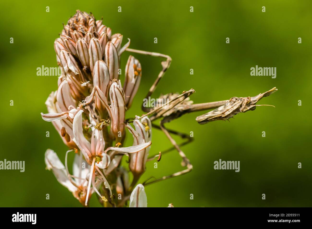 Mediterranean conehead mantis insect, Empusa pennata Stock Photo - Alamy
