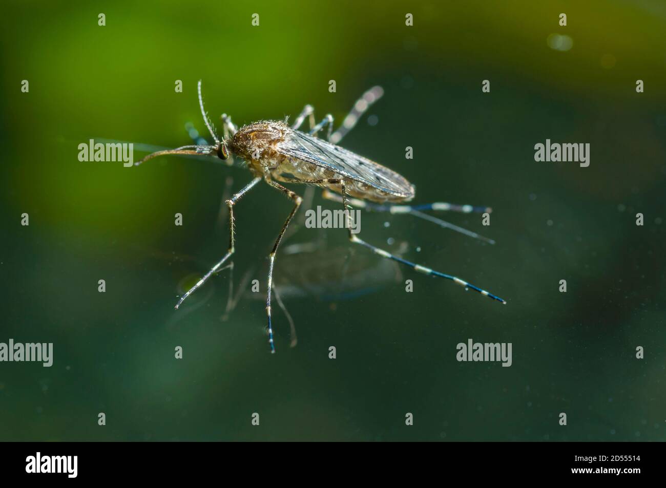 Korean mosquito, Aedes koreicus, accidentally introduced in Europe in ...