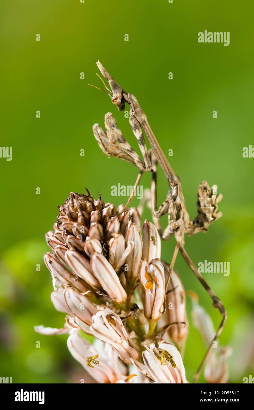 Mediterranean conehead mantis insect, Empusa pennata Stock Photo - Alamy