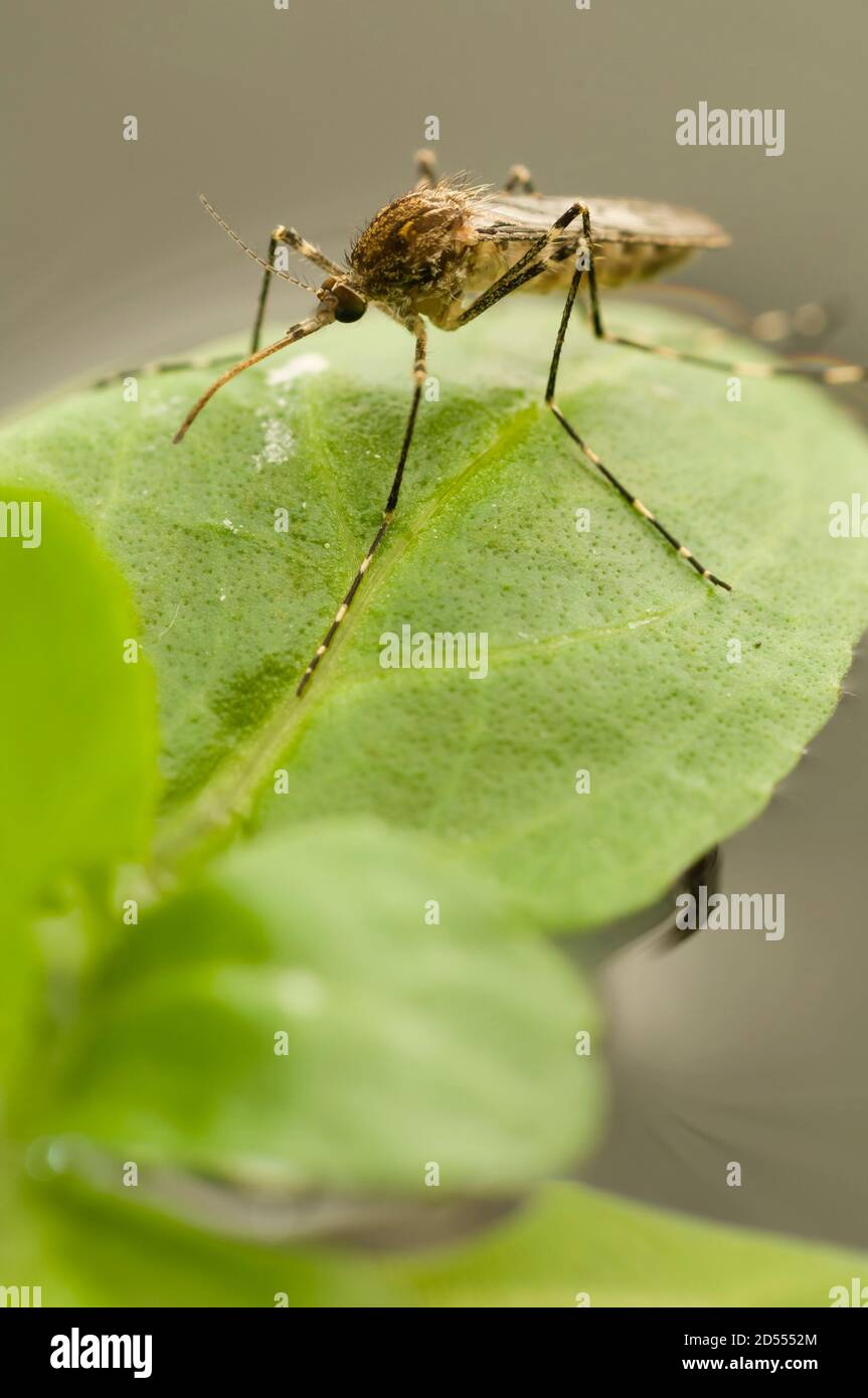 Korean mosquito, Aedes koreicus, accidentally introduced in Europe in ...