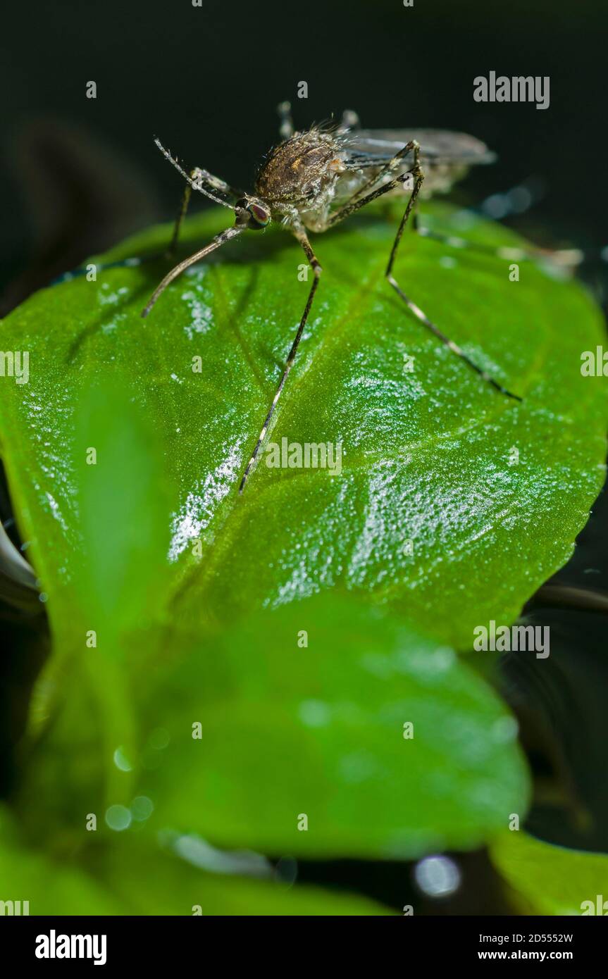 Korean mosquito, Aedes koreicus, accidentally introduced in Europe in ...